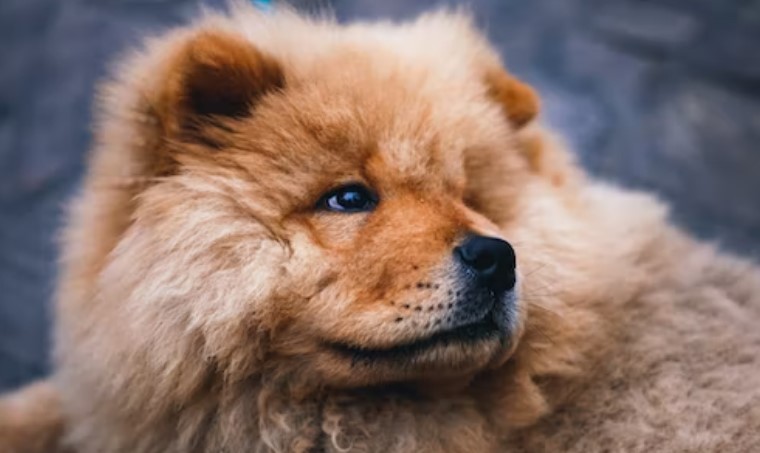 Cão Chow Chow: Veja 7 super curiosidades da raça